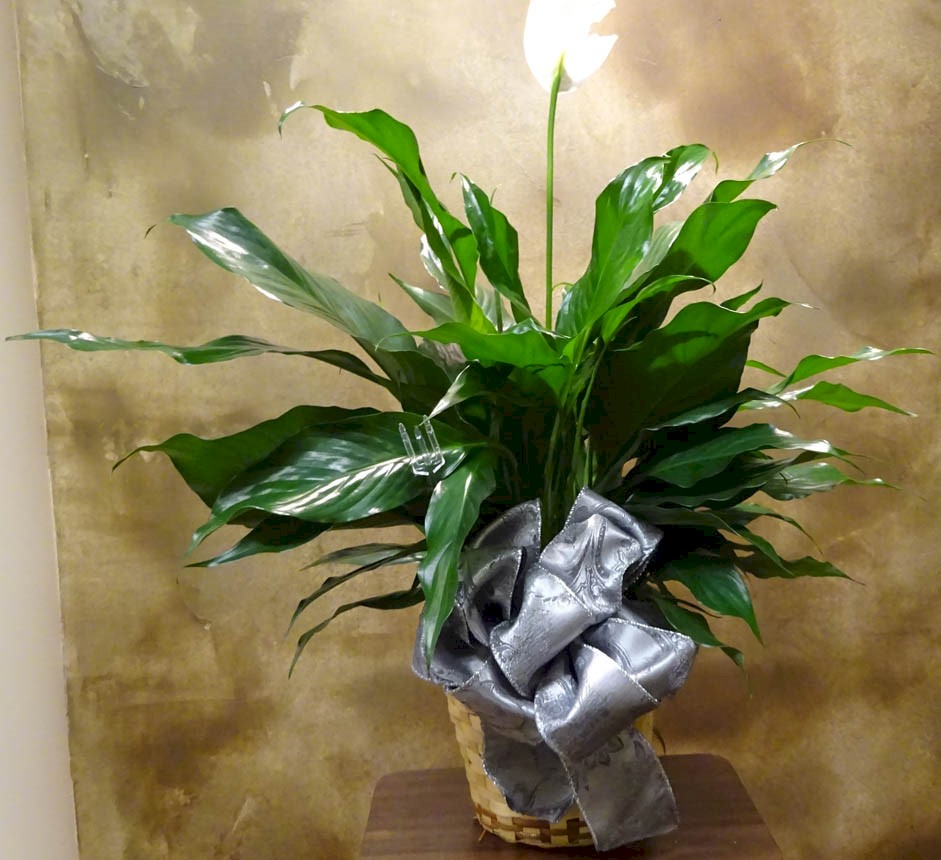 Obituary: Paul Merle Elshere